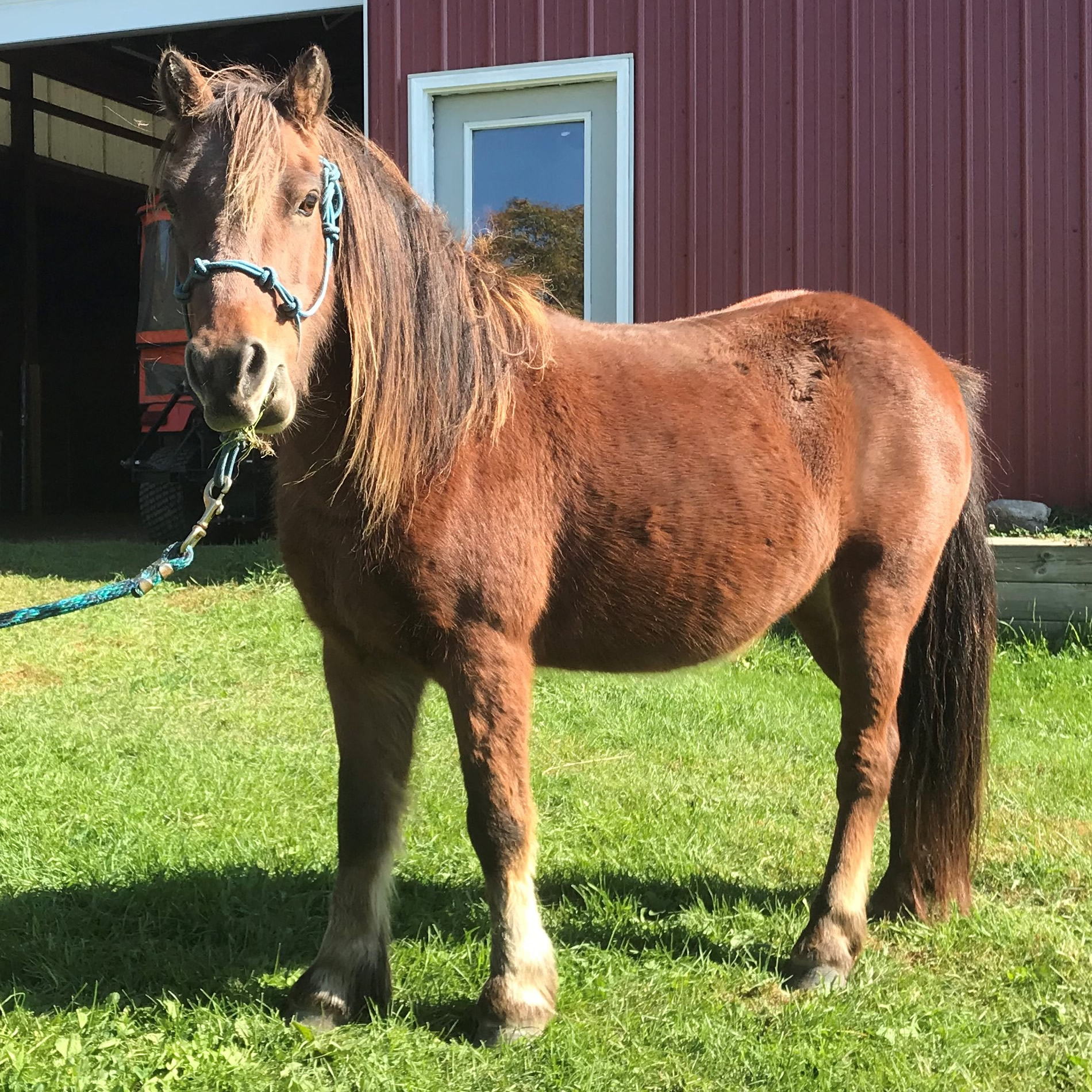IKBPA- Kerry Bog Pony For Sale